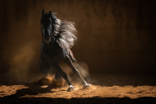 Science Articles about Animals | Popular Science