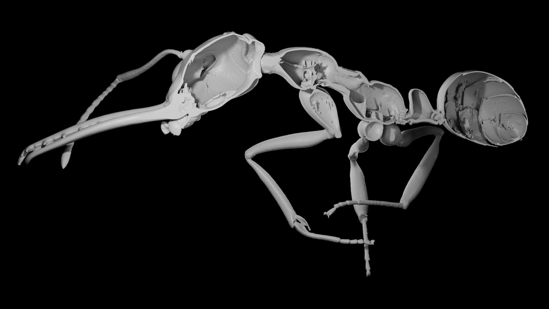 Weak ants conquered Earth using sheer numbers | Popular Science