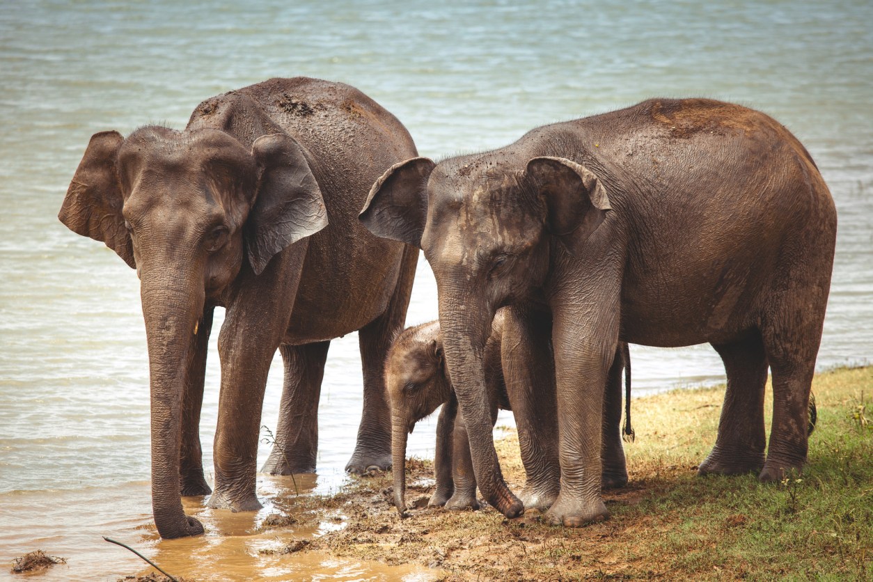 Why do elephants have such big ears? There's not one answer. | Popular ...