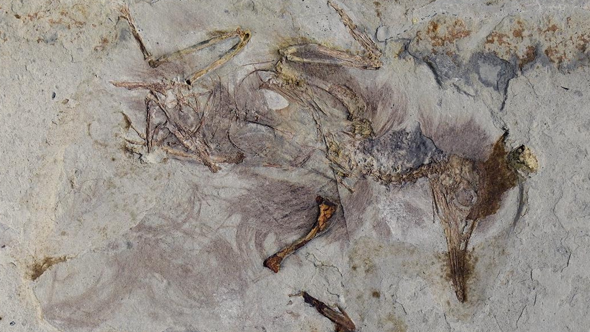 Why did this ancient bird die with tiny rocks in its throat? | Popular ...