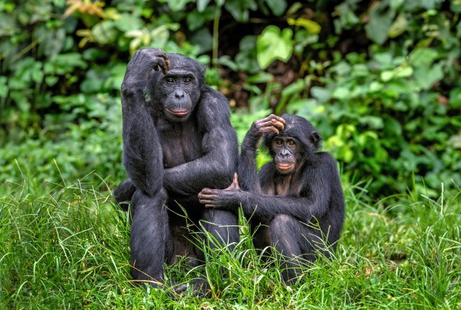 Can animals read? Not in the human way. | Popular Science