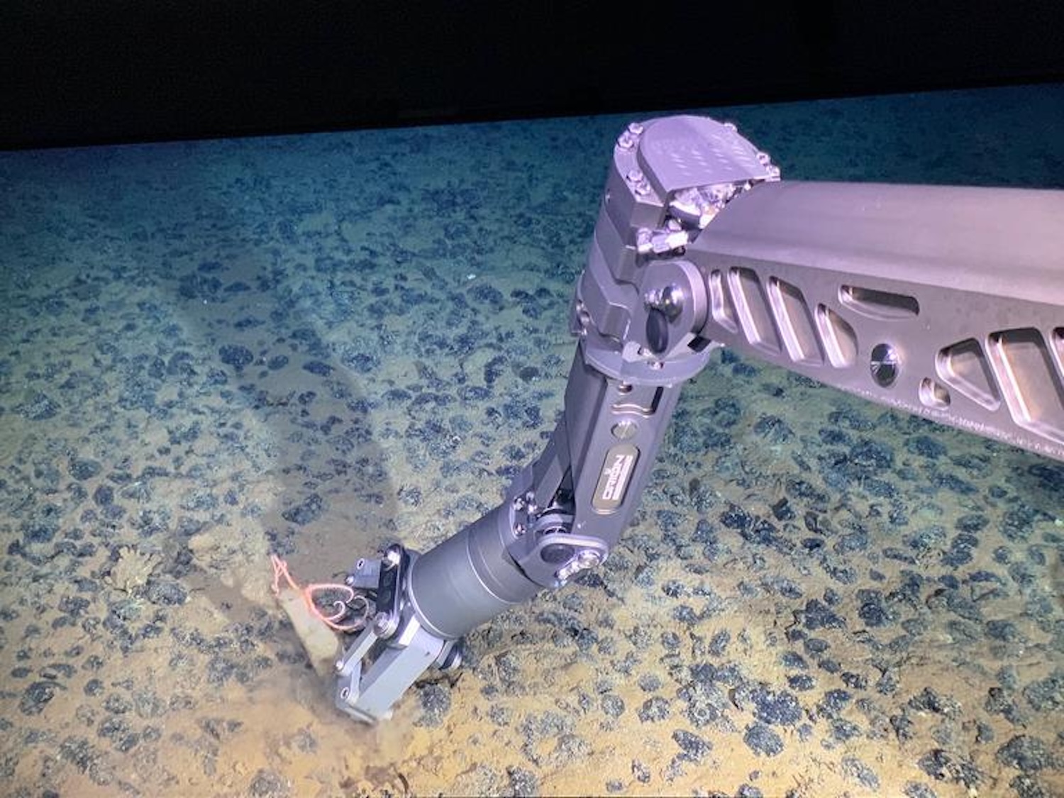 Deep sea mining test uncovered multiple new species | Popular Science