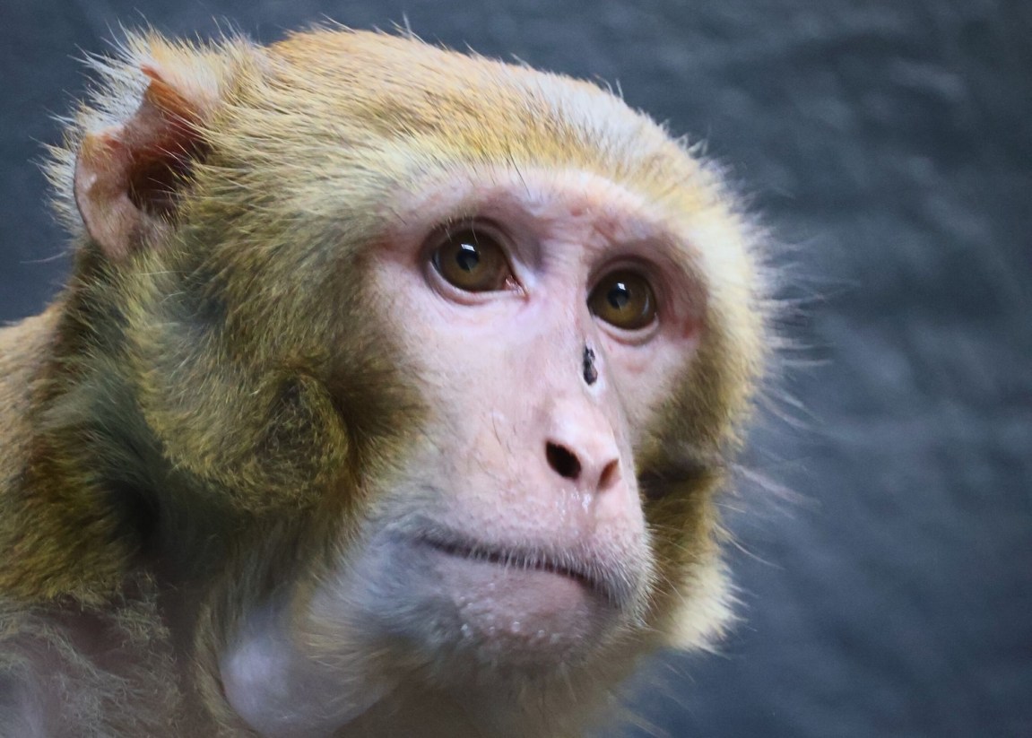 Escaped lab monkey finds new home at New Jersey animal sanctuary ...