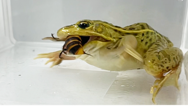 Pond frogs devour murder hornets, stinger and all | Popular Science