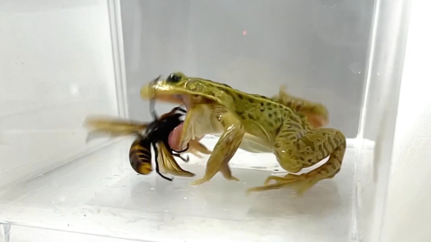 Pond frogs devour murder hornets, stinger and all | Popular Science