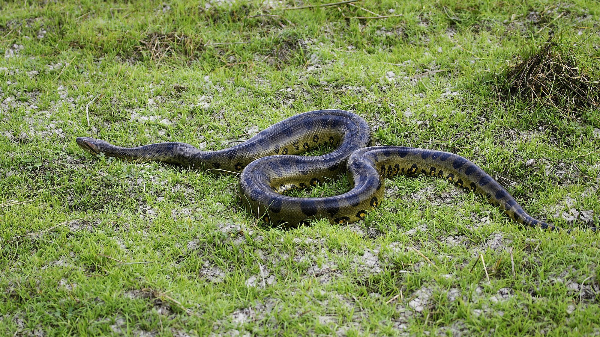 Anacondas have been huge for over 12 million years | Popular Science
