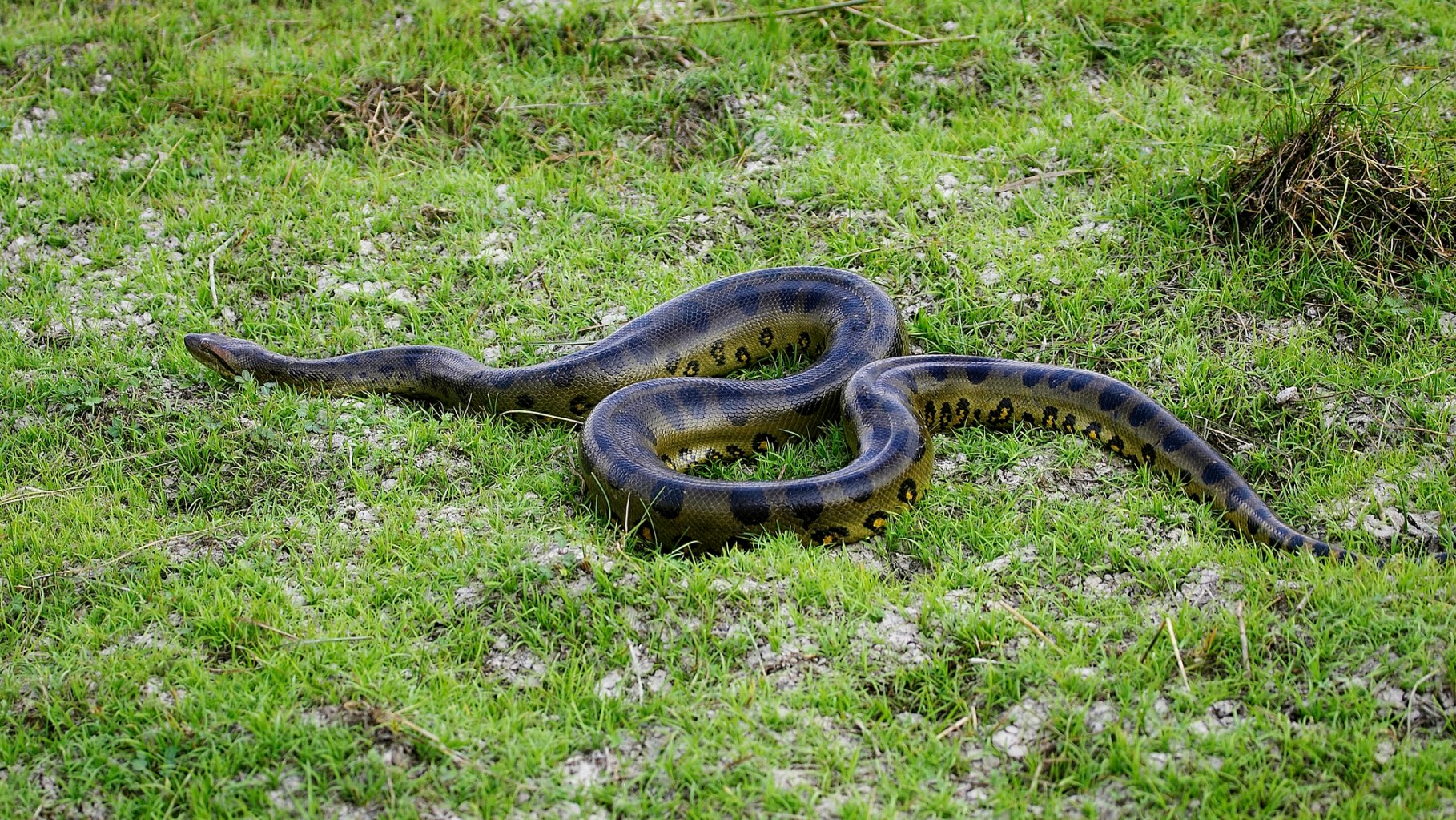 Anacondas have been huge for over 12 million years | Popular Science