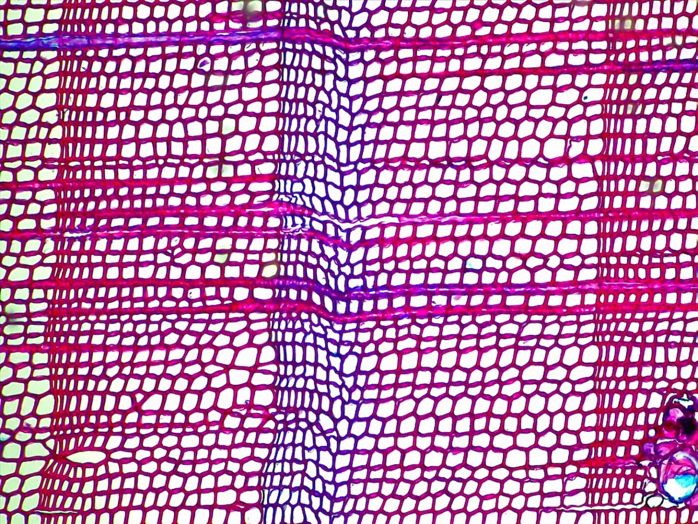 Medieval volcanoes may have ignited the Black Death | Popular Science