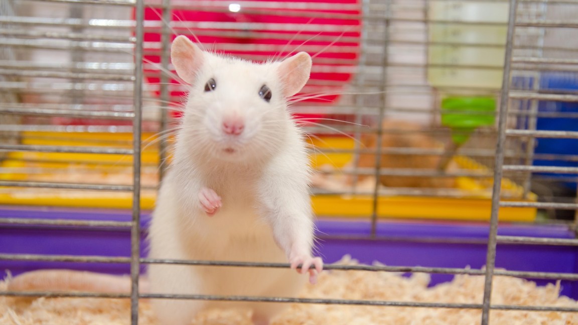 If offered, rats will use cannabis to deal with stress | Popular Science