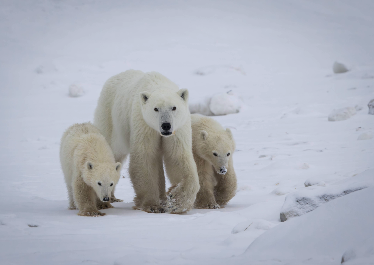 Rare polar bear adoption could save cub's life | Popular Science