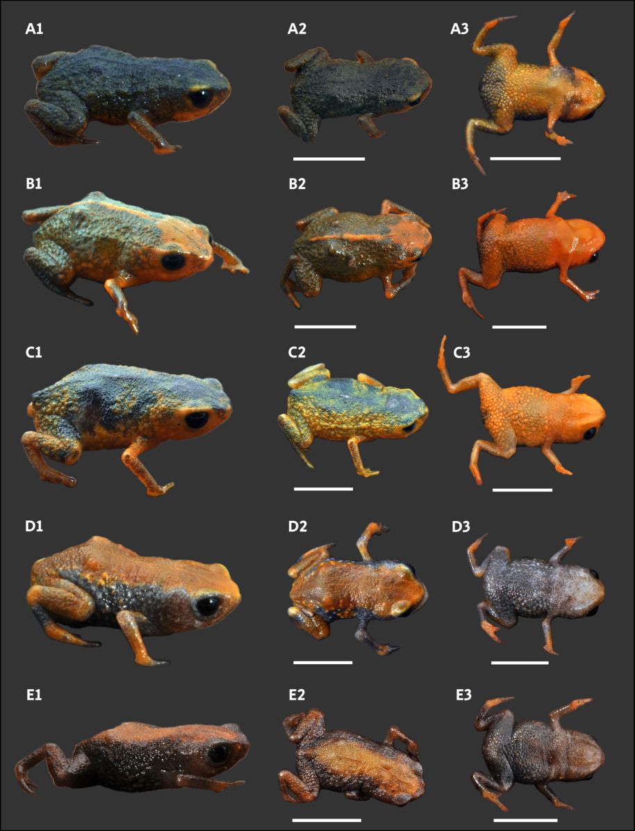 Teeny tiny orange toadlet found in Brazil | Popular Science