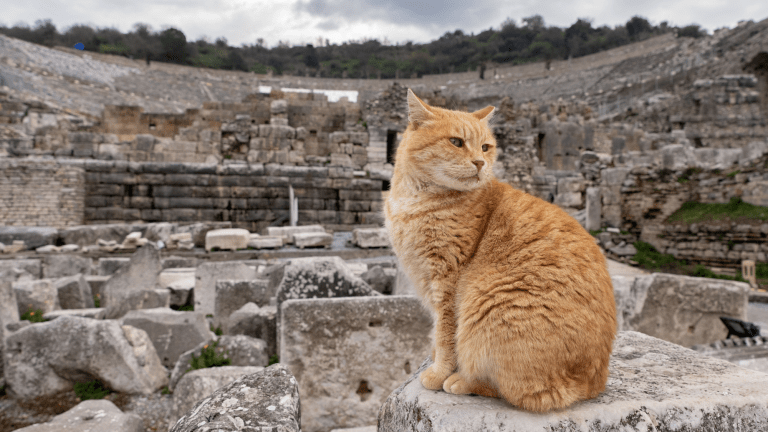 Roman military helped bring cats to Europe | Popular Science