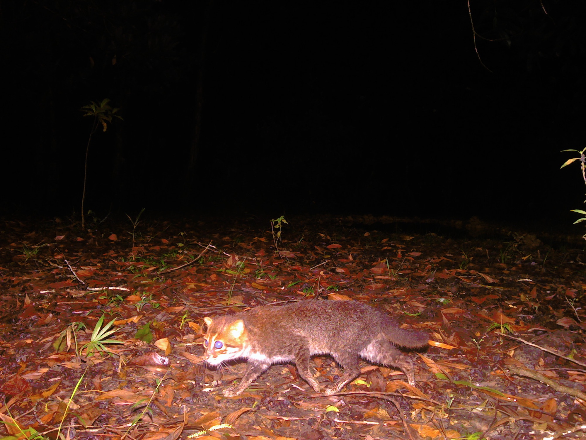 Tiny wild cat spotted in Thailand for first time in 30 years | Popular ...