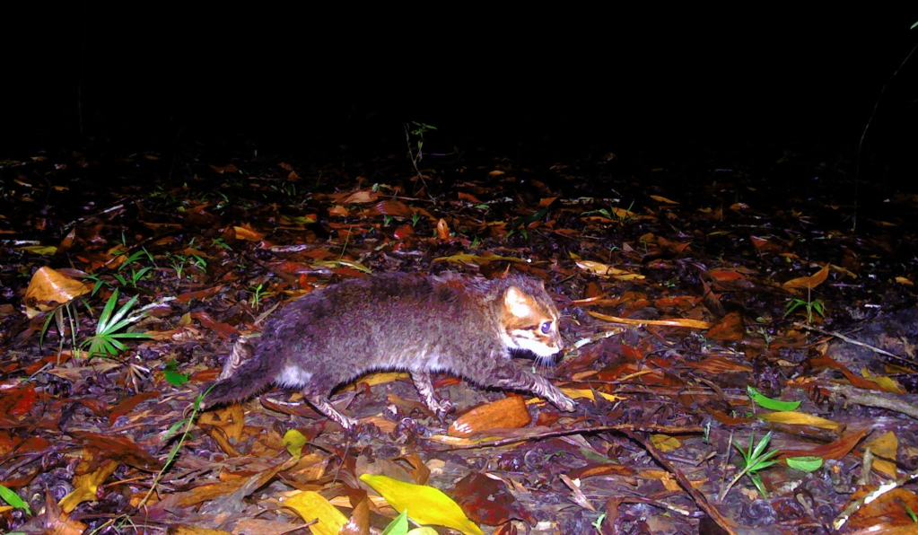 Tiny wild cat spotted in Thailand for first time in 30 years | Popular ...