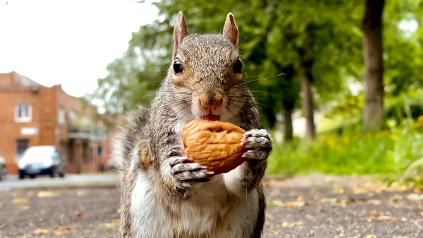 Squirrels can find 85% of the nuts they hide | Popular Science