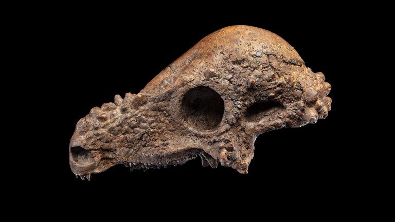 A 'spectacular' dinosaur dome heads for the Smithsonian | Popular Science