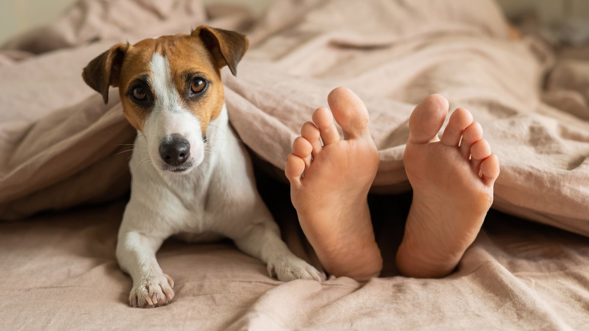 Would my dog or cat really eat me if I died alone? | Popular Science