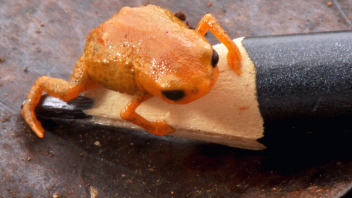 Teeny tiny orange toadlet found in Brazil | Popular Science