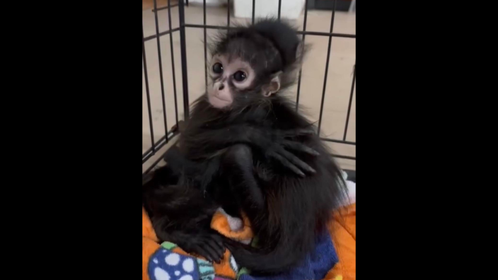 Baby spider monkeys rescued in Texas | Popular Science