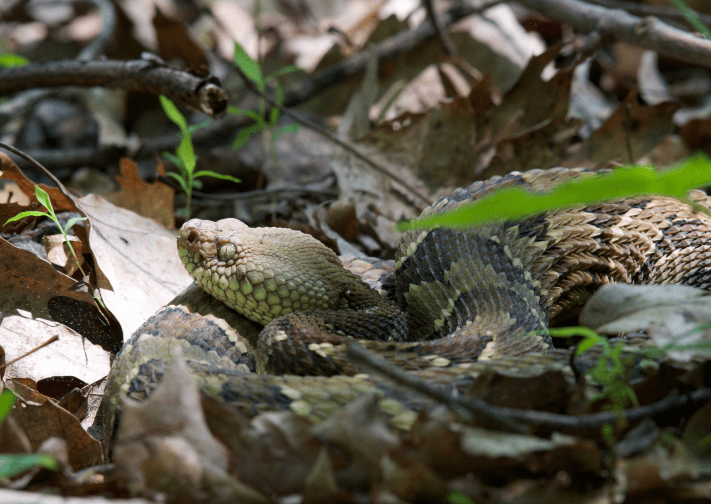 How the timber rattlesnake became a symbol of American independence ...