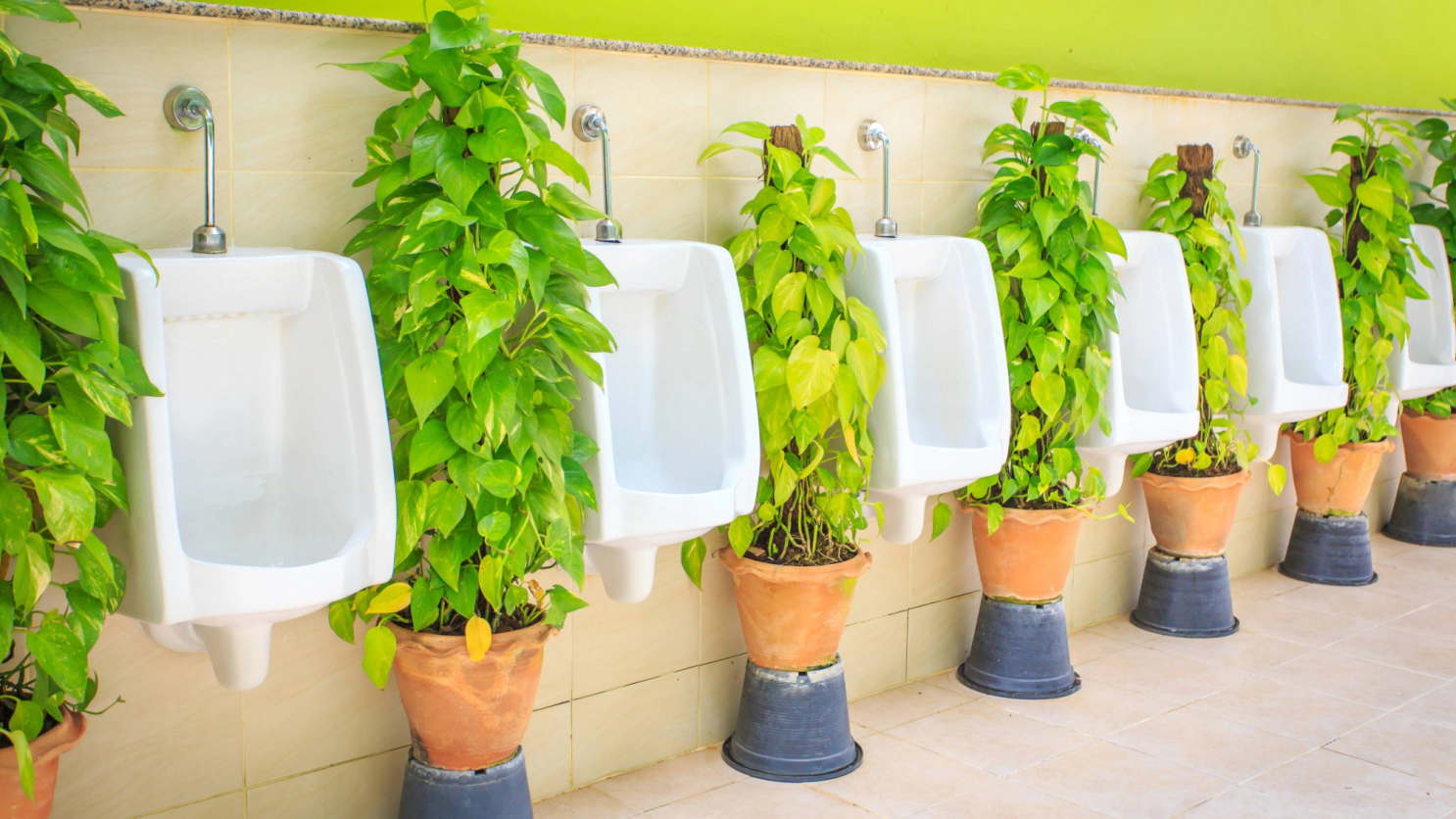 Swiss startup turns urine into plant fertilizer | Popular Science