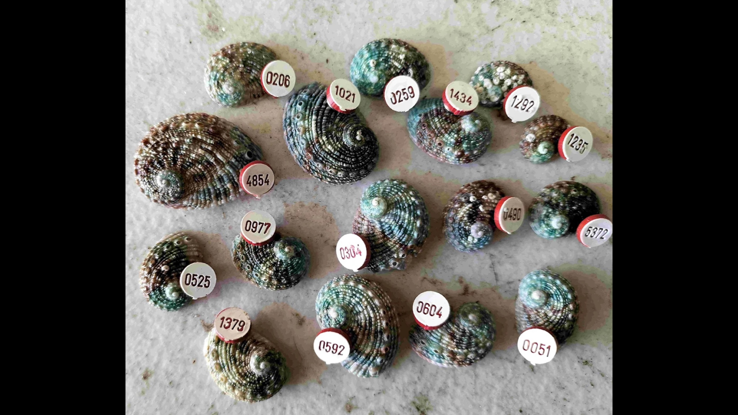 Mysterious, numbered mollusk discovered on Australian beach | Popular ...