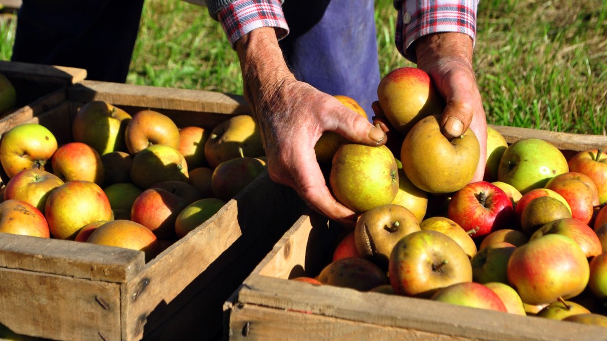 Test your apple farming skills with this free video game | Popular Science