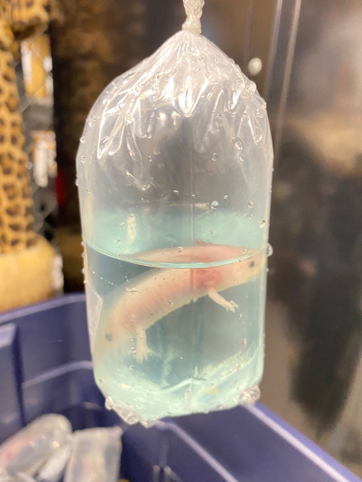 Is it illegal to own an axolotl? It depends. | Popular Science