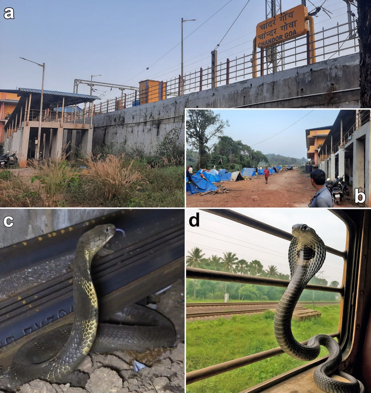 King cobras take the train in India | Popular Science