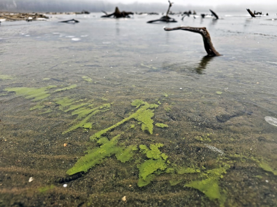 Toxic algae turned a frozen lake green | Popular Science