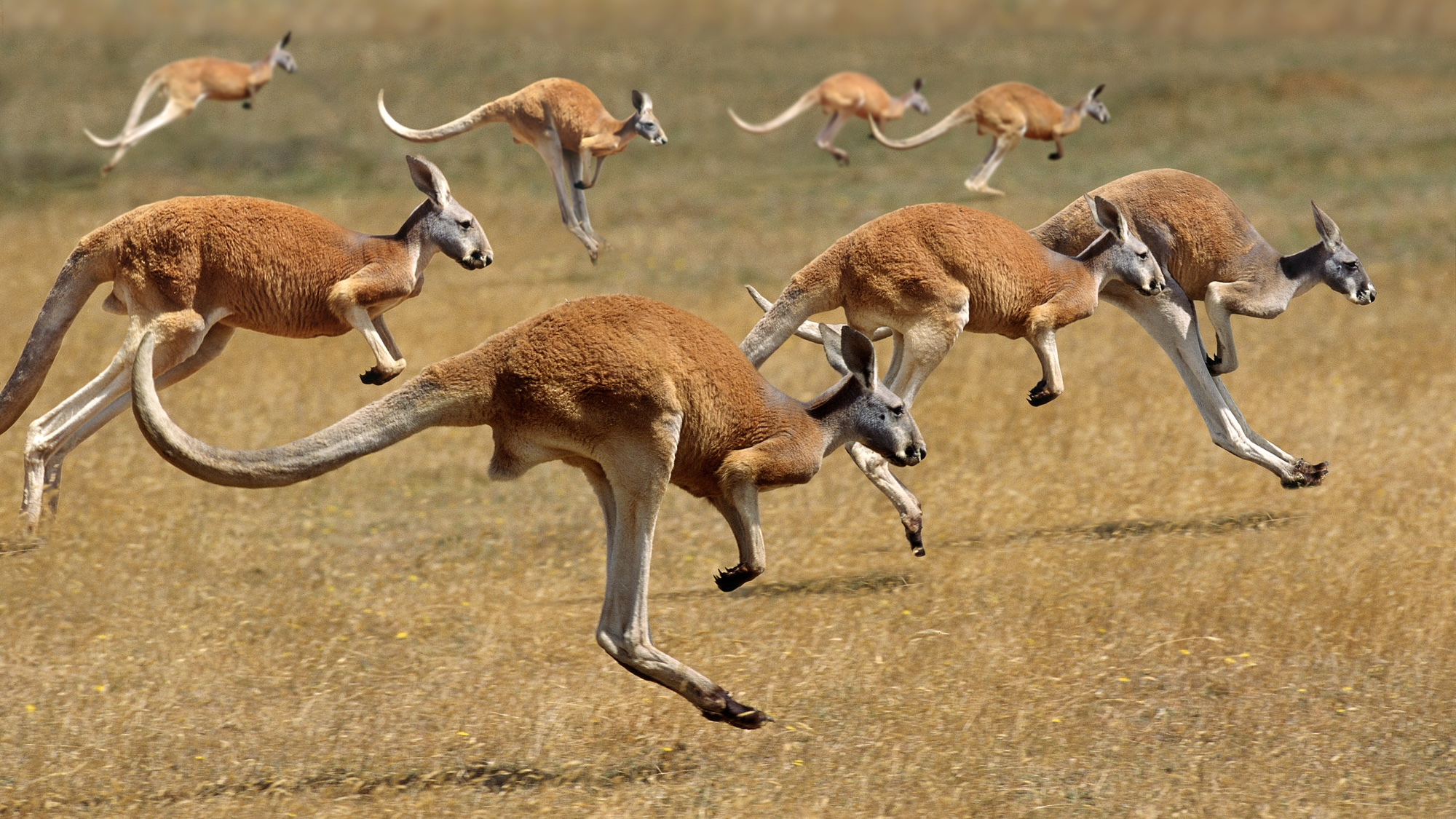 550-pound Ice Age kangaroos could still hop | Popular Science