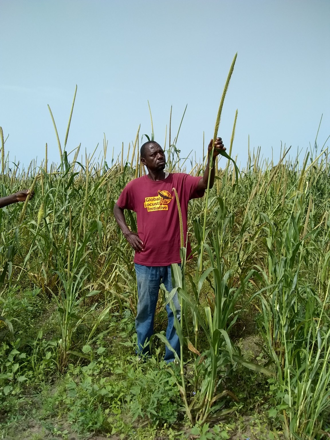 Locust swarms may meet their match in protein-enriched crops | Popular ...