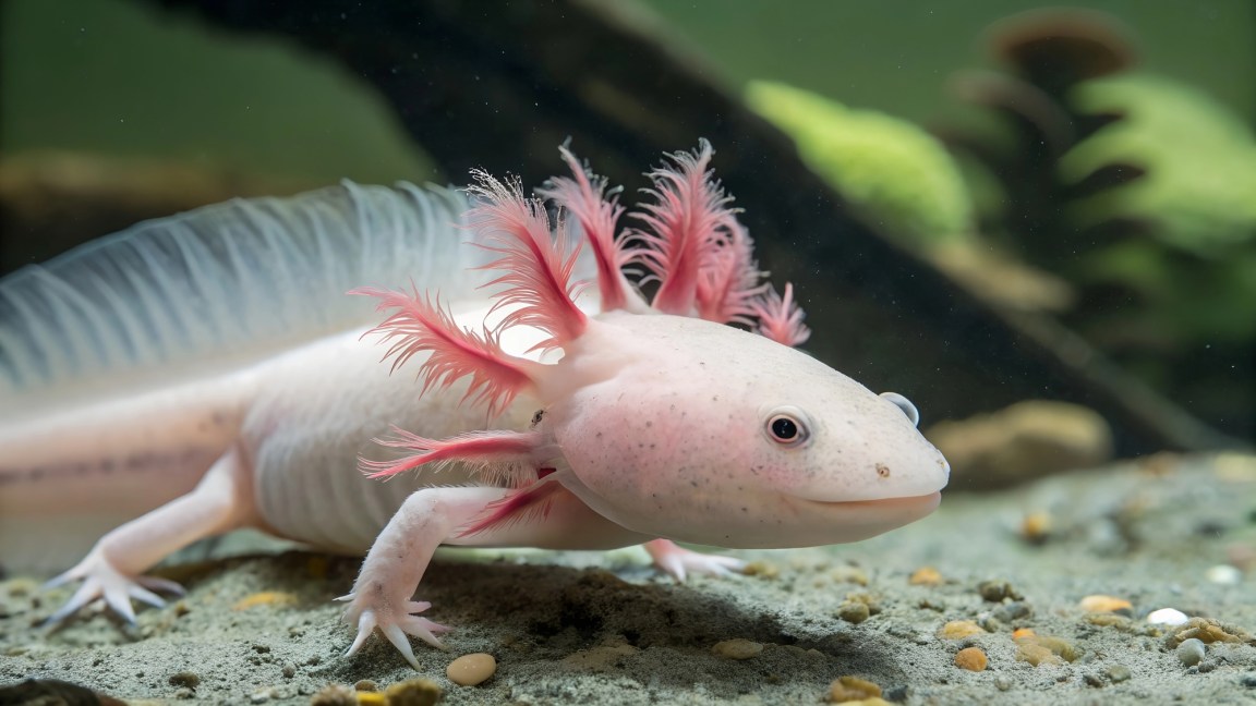 Is it illegal to own an axolotl? It depends. | Popular Science