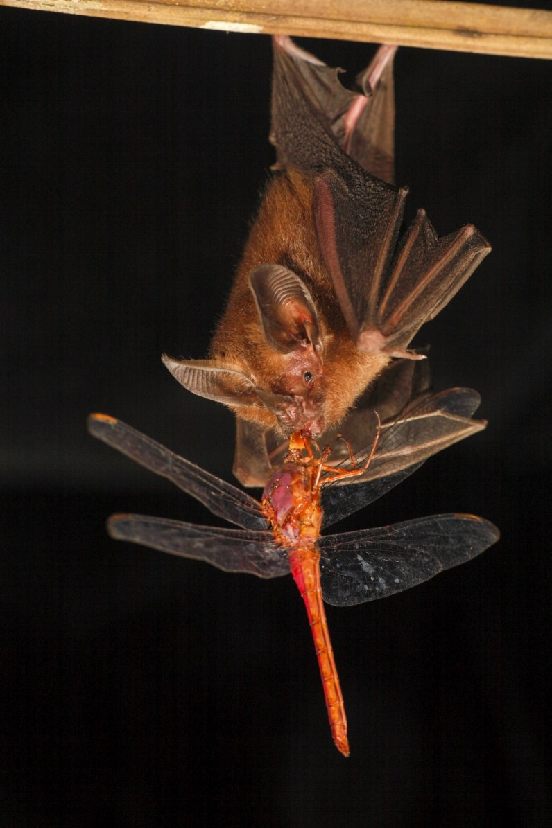 A robot bat sheds new light on how they hunt in darkness | Popular Science