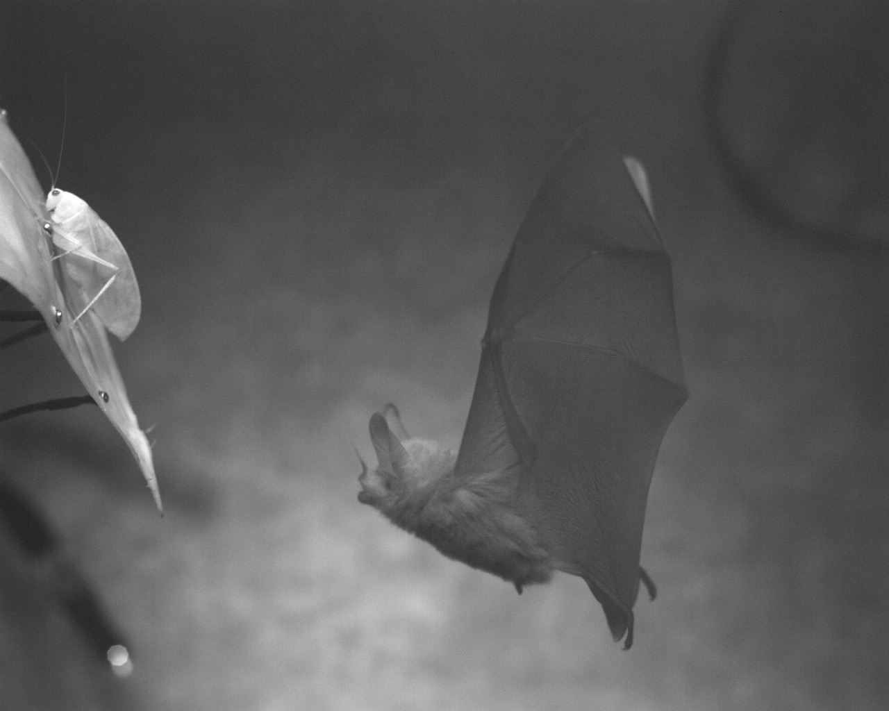 A robot bat sheds new light on how they hunt in darkness | Popular Science