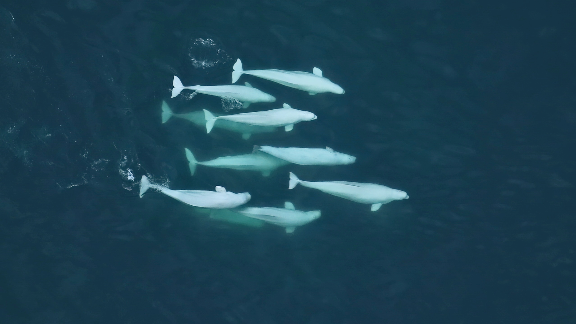 The swinging sex lives of Alaska’s beluga whales | Popular Science