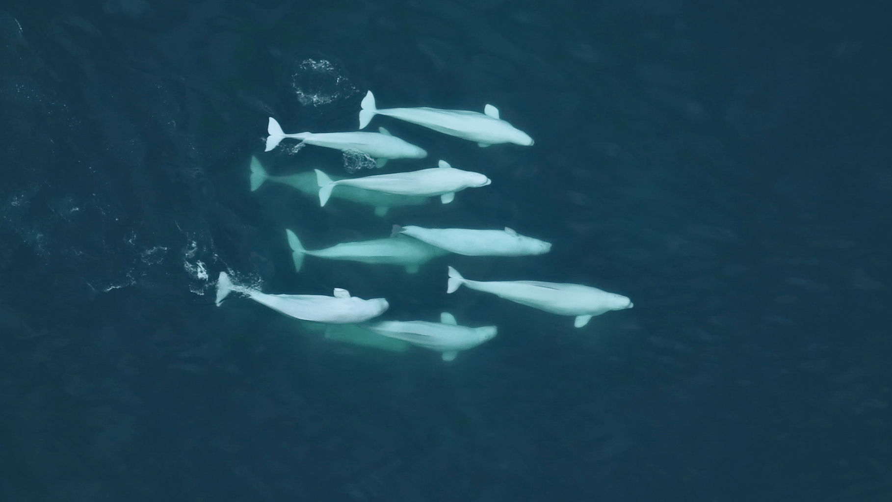 The swinging sex lives of Alaska’s beluga whales | Popular Science