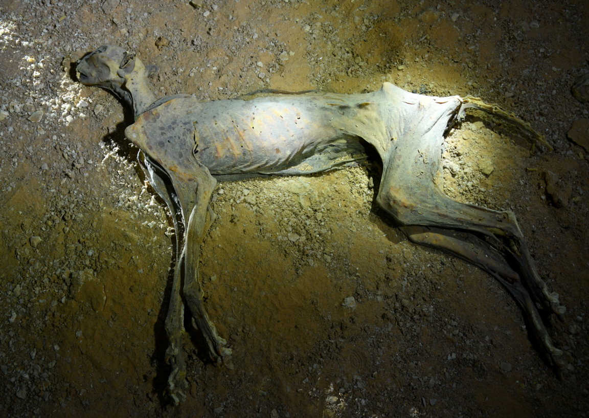 Mummified cheetahs could help save the critically endangered big cats ...