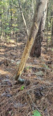 Deer markings actually glow | Popular Science
