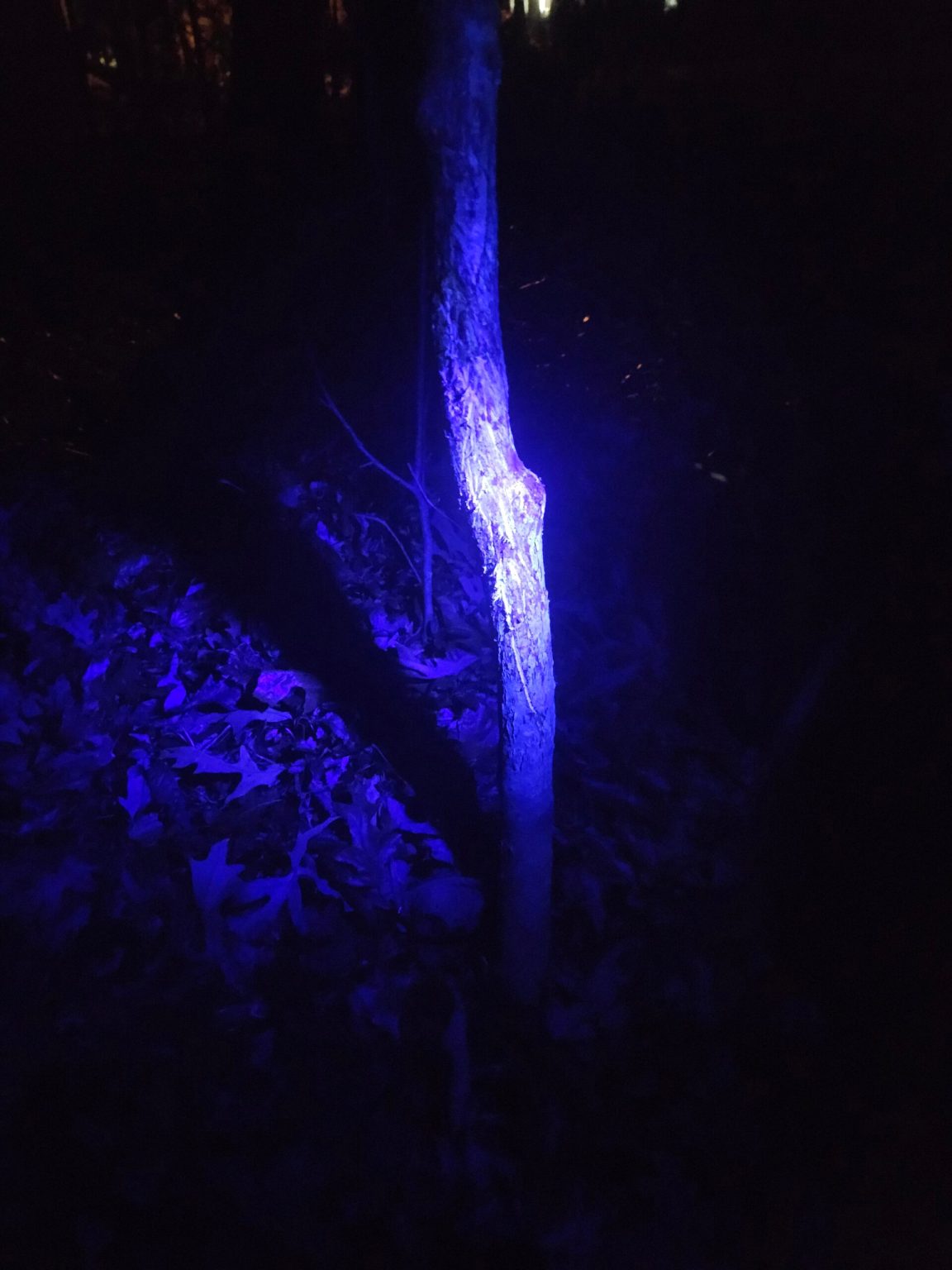 Deer markings actually glow | Popular Science