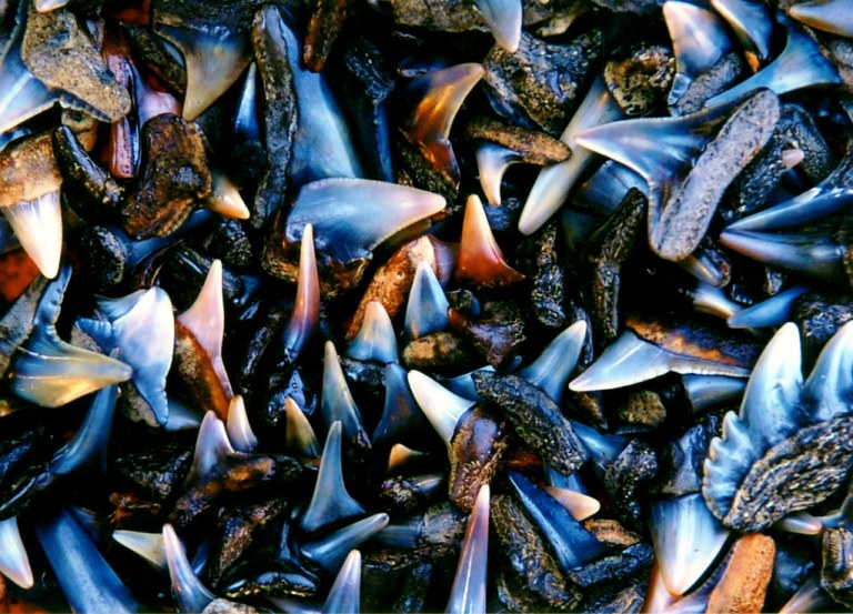 Megalodon could become Maryland’s official state shark | Popular Science