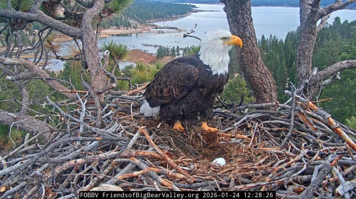 Bald eagle chick watch 2026: Jackie lays first eggs | Popular Science