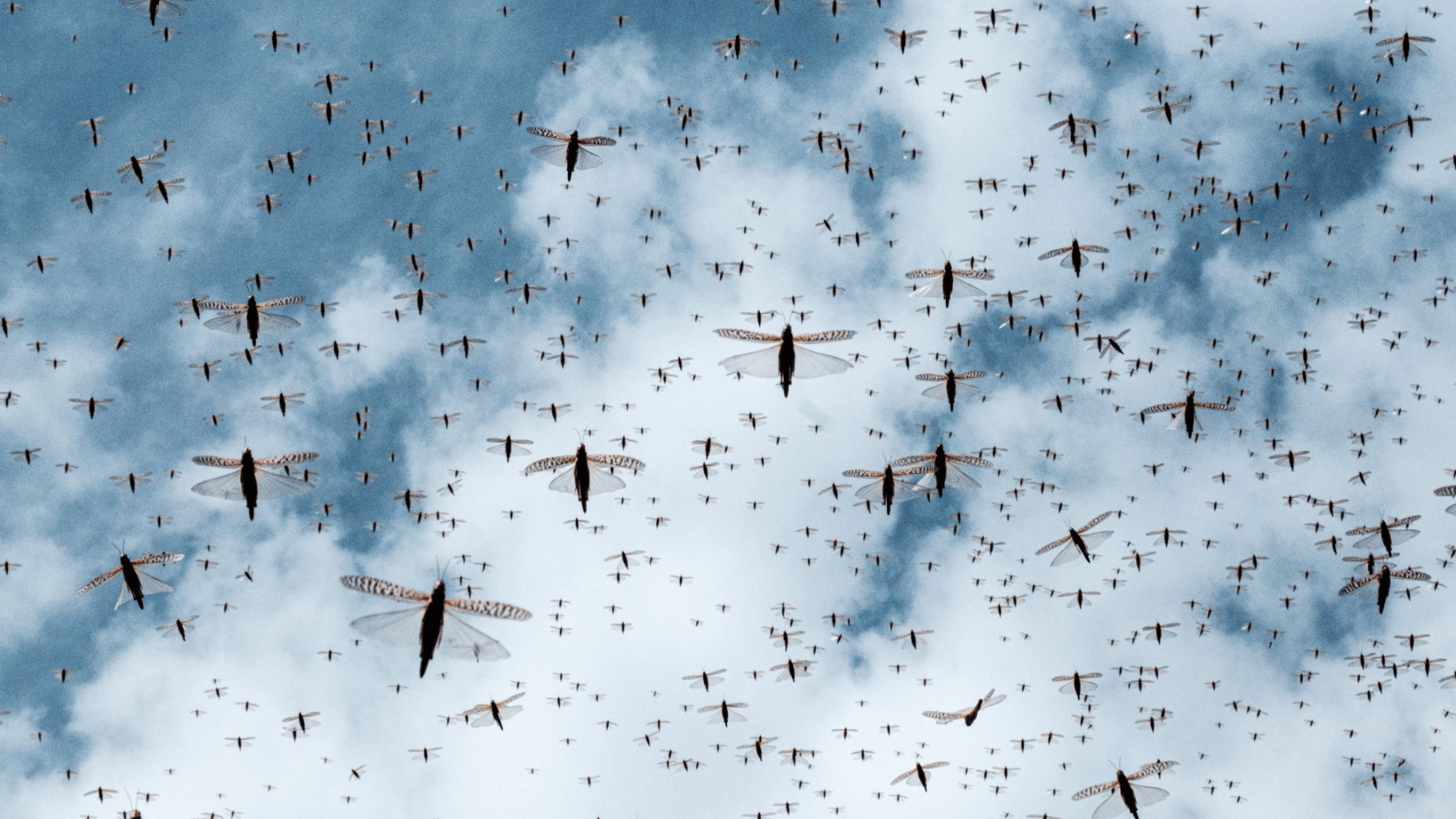 Locust swarms may meet their match in protein-enriched crops | Popular ...