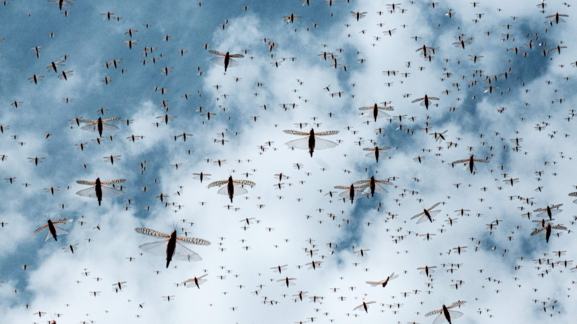 Locust swarms may meet their match in protein-enriched crops | Popular ...