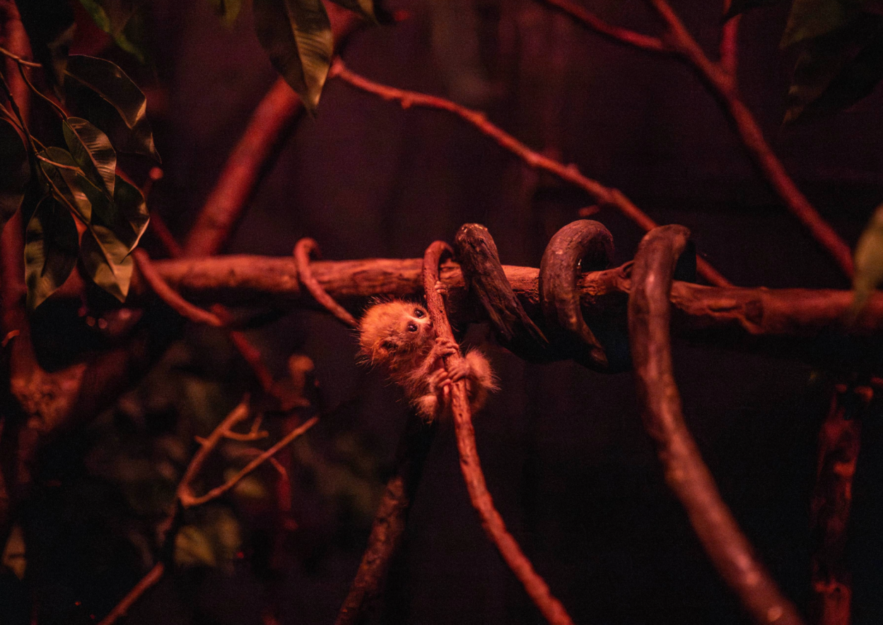 This wide-eyed baby primate is cute, cuddly—and venomous | Popular Science