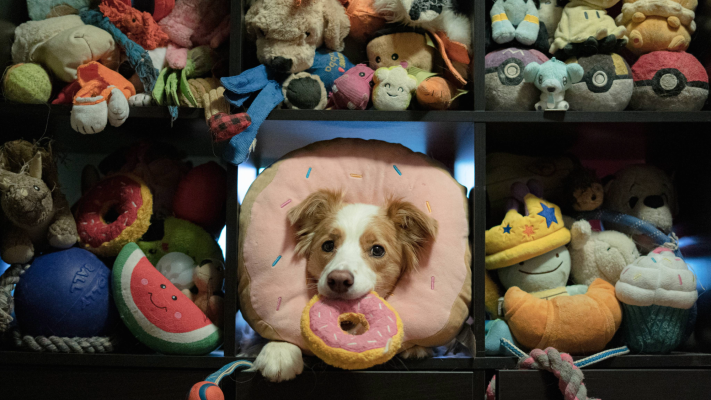 Super smart dogs learn by eavesdropping | Popular Science