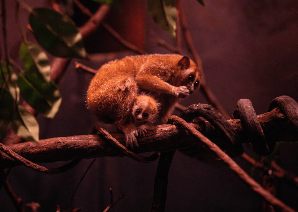 This wide-eyed baby primate is cute, cuddly—and venomous | Popular Science