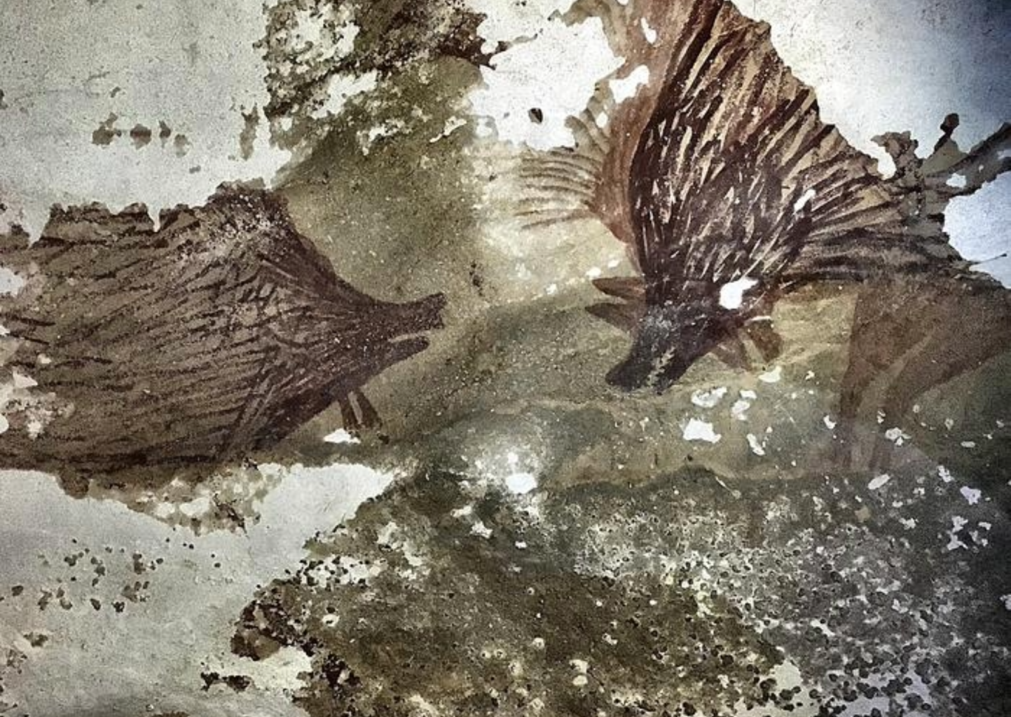 Pigs have been island hopping for 50,000 years | Popular Science