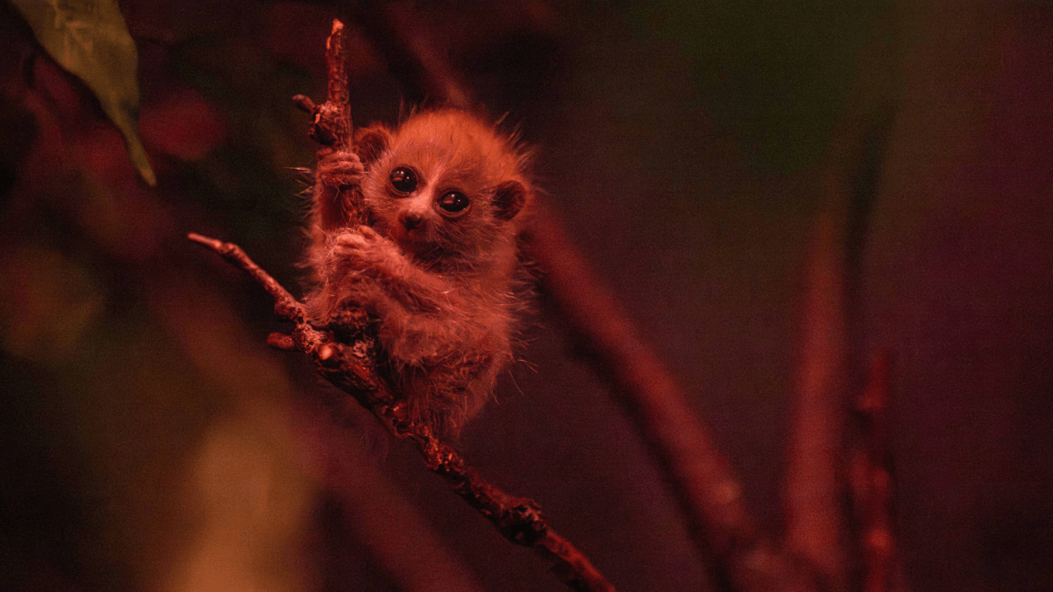 This wide-eyed baby primate is cute, cuddly—and venomous | Popular Science