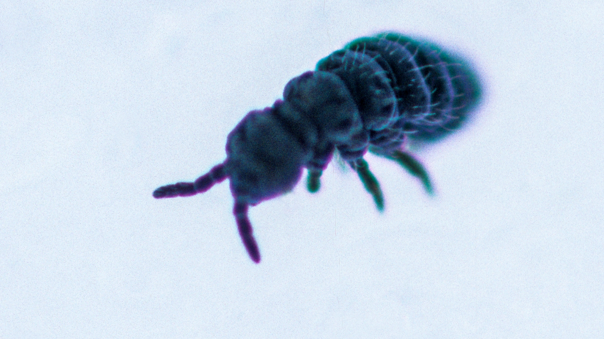 Snow fleas use their tail to jump around the ice | Popular Science